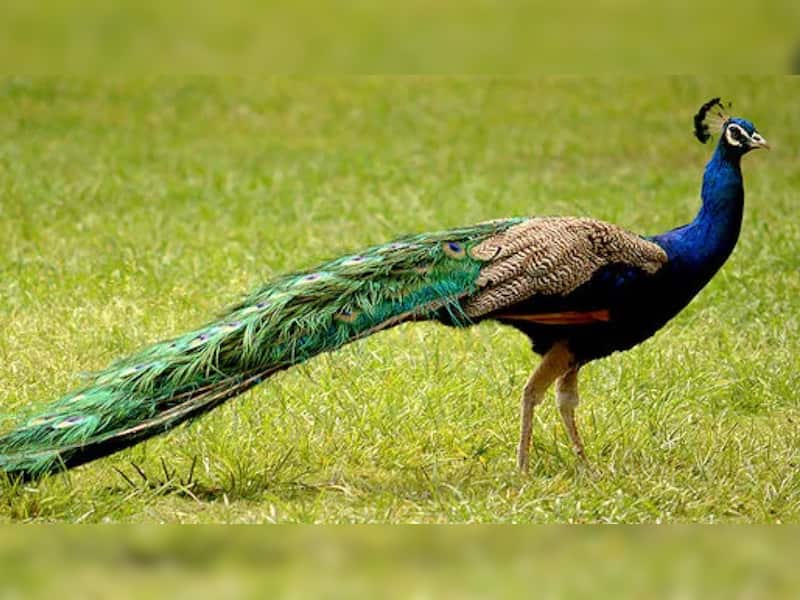 7 Unique Animals You Can Only Find in India | News | Zee News