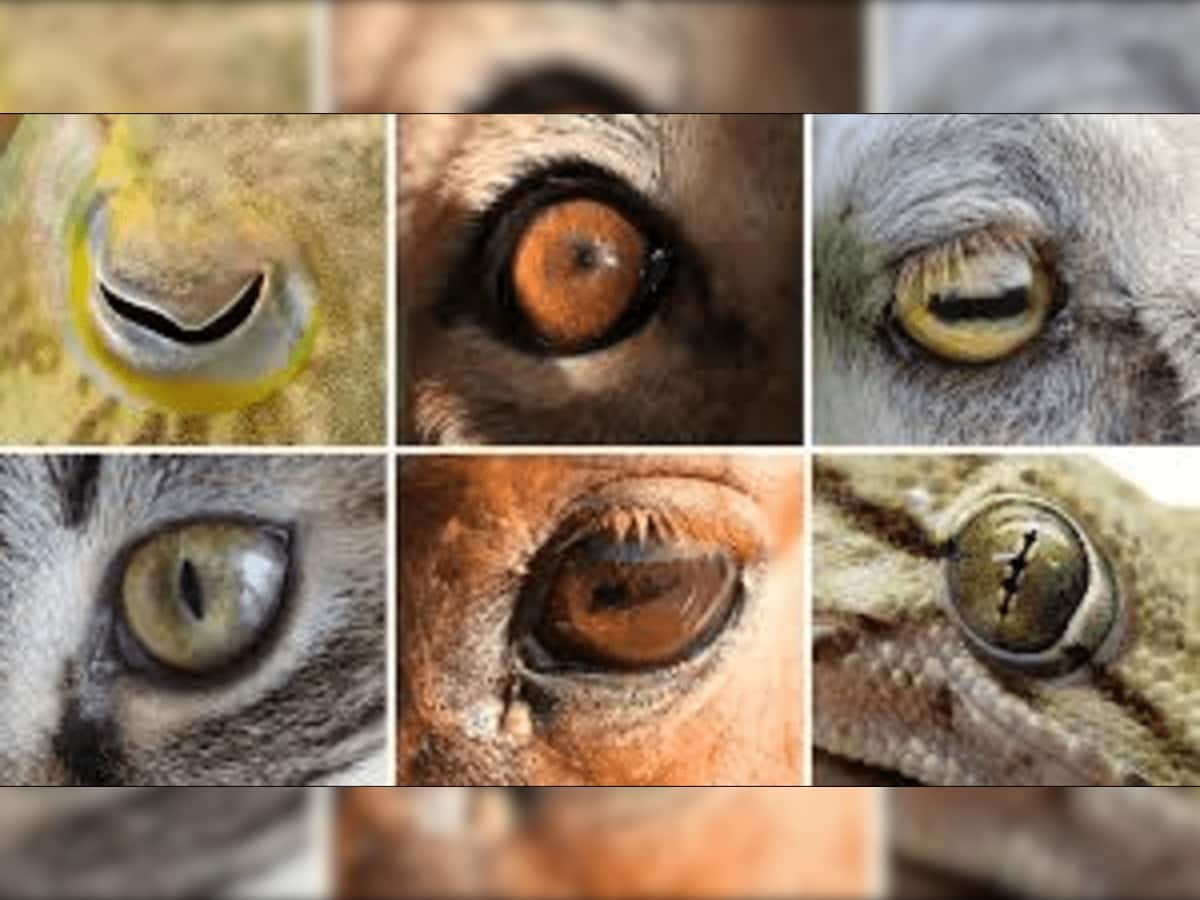6 Animals That Have Expressive Eyes