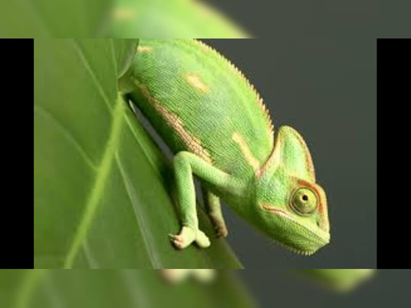 6 Animals That Have Expressive Eyes | News | Zee News