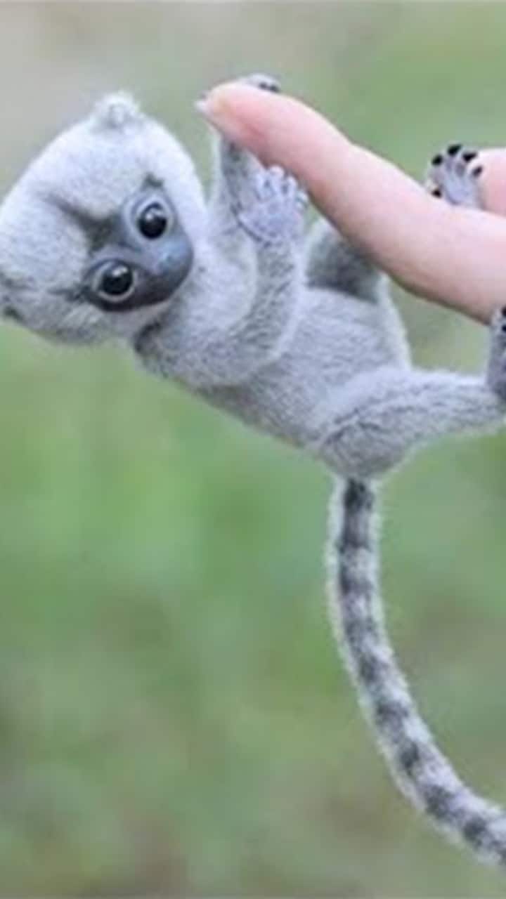 Smallest Animal In The World 2024