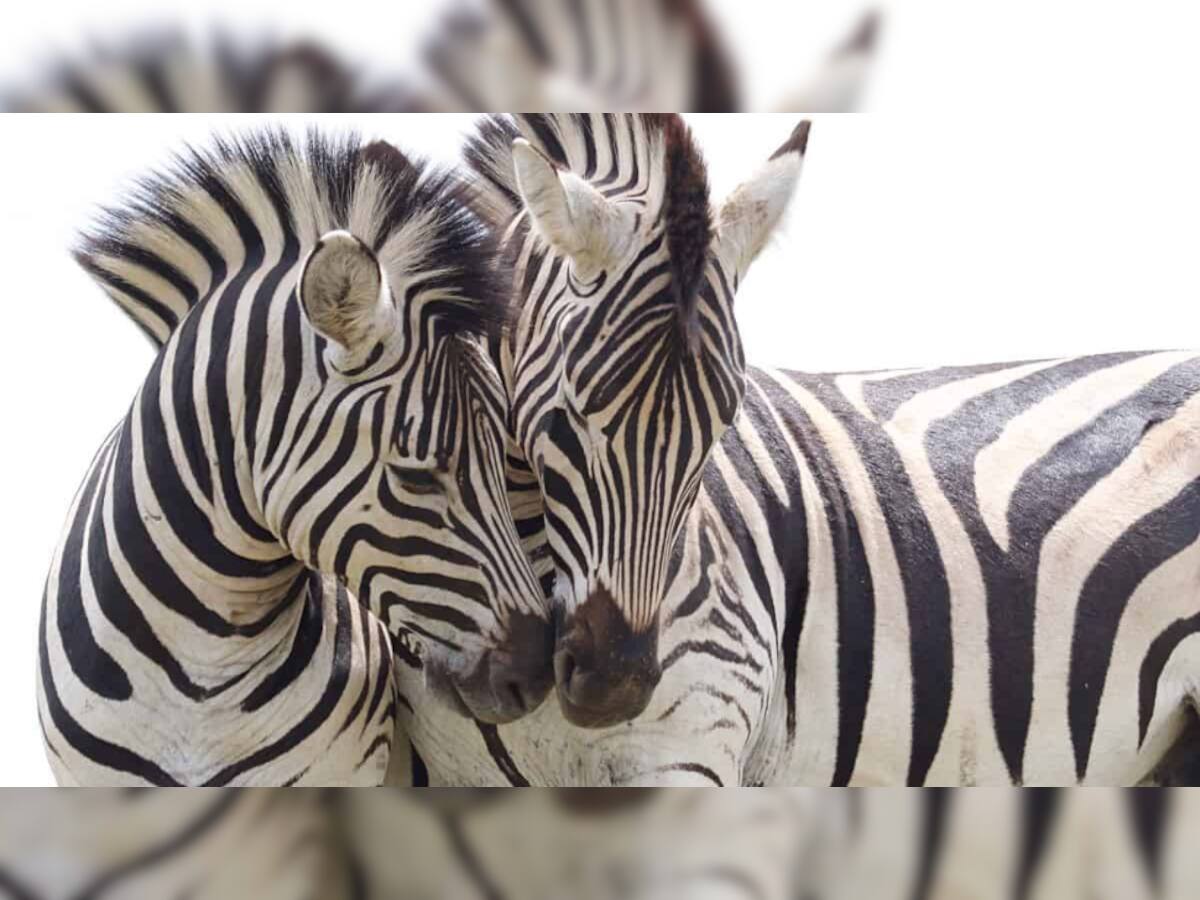 6 Unique Animals Whose Name Begins With The Letter Z