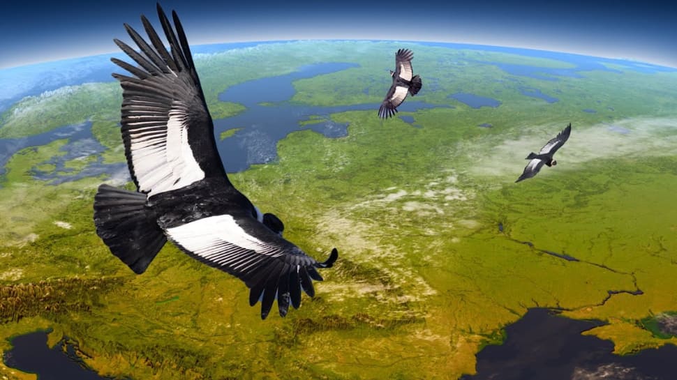 Discover the World's Top 7 Highest Flying Birds | News | Zee News