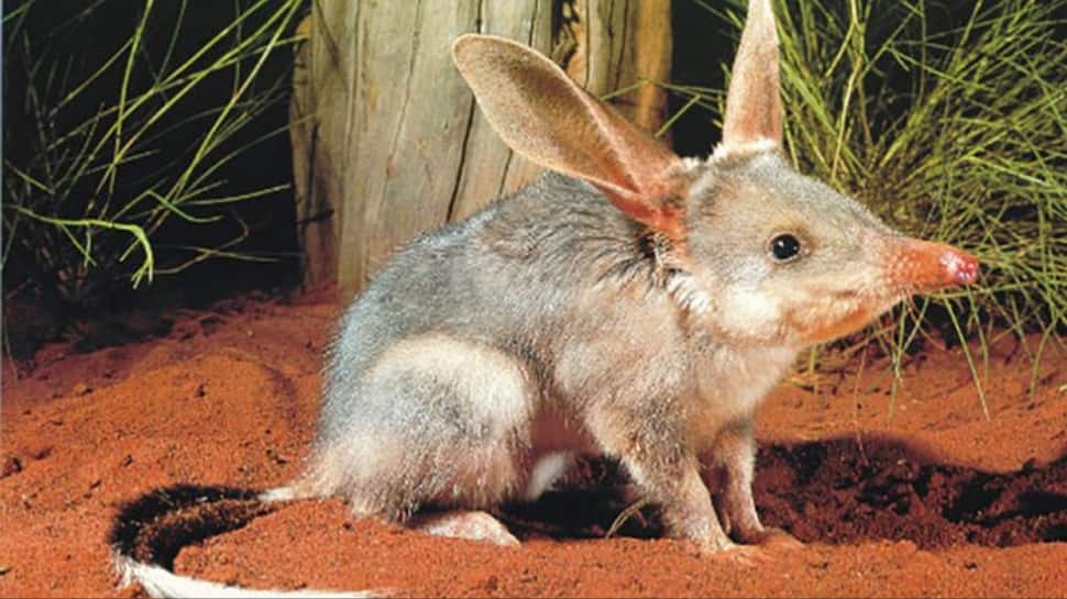 7 Unusual Animals In The World | News | Zee News