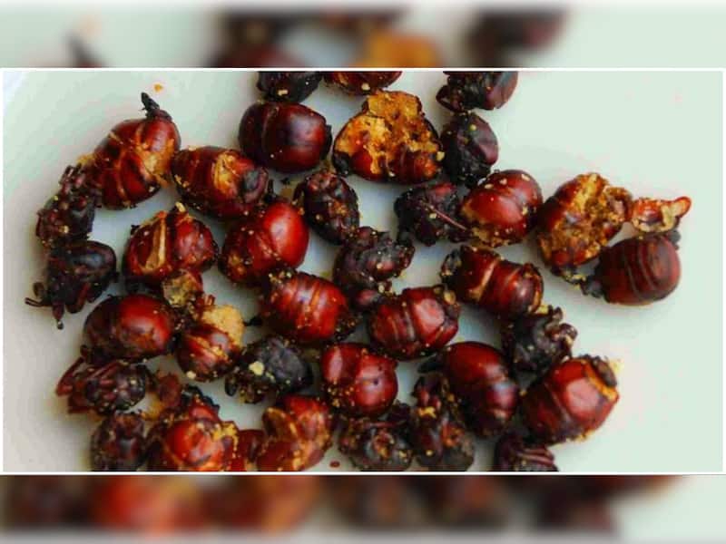 5 Nutritious Insects You Should Consider Eating For Better Health - In ...