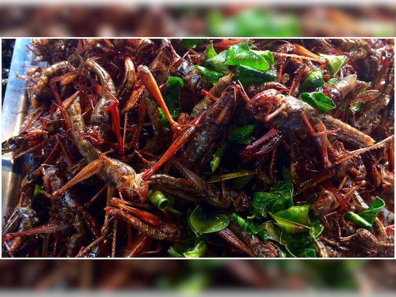 5 Nutritious Insects You Should Consider Eating For Better Health - In ...