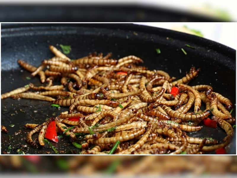 5 Nutritious Insects You Should Consider Eating For Better Health - In ...