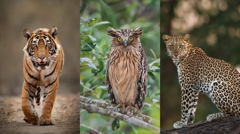 7 Wide Life Sanctuaries To See Rare Animals In India | News | Zee News