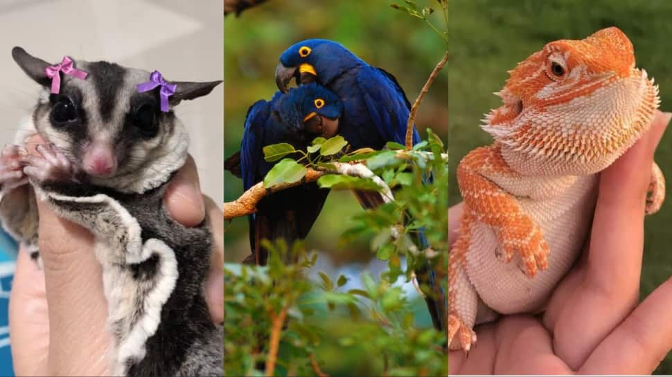 7 Most Unusual And Unique Pets In The World | News | Zee News