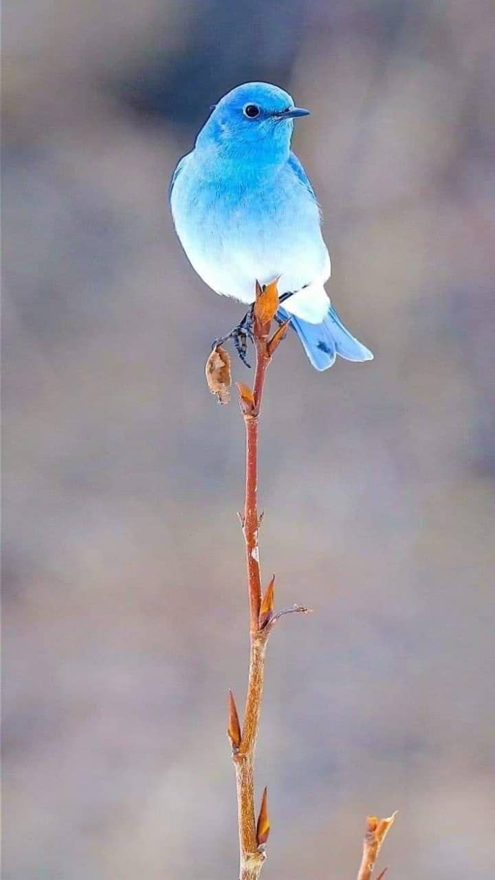 Pretty Blue Birds Capture The Beauty Of The 2025 Spring Bird Migration