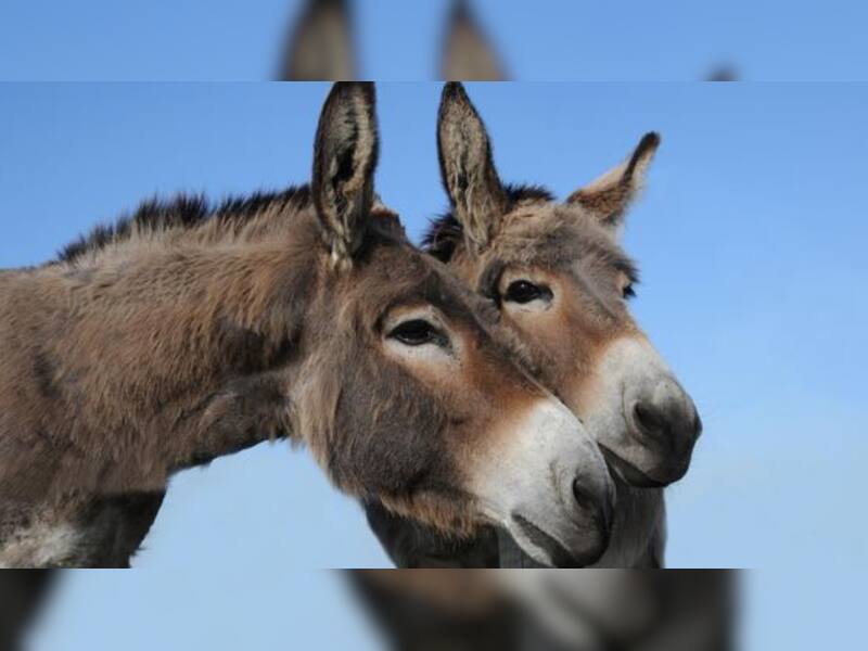 7 Animal Names in the Bible: Their Purpose and Symbolism | News | Zee News