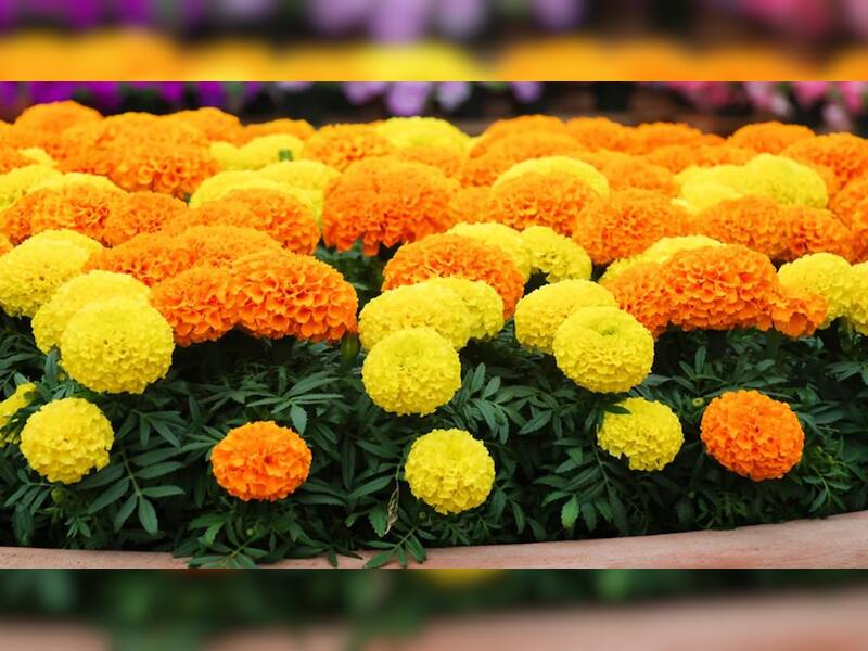 7 Flowers In Bhagavad Gita and Their Symbolism | News | Zee News
