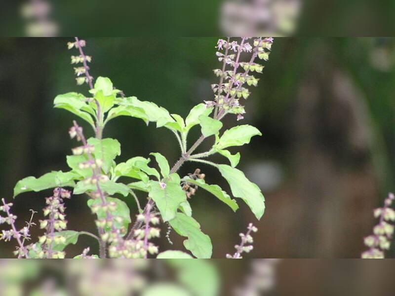 7 Flowers In Bhagavad Gita and Their Symbolism | News | Zee News