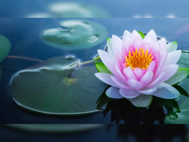7 Flowers In Bhagavad Gita and Their Symbolism | News | Zee News