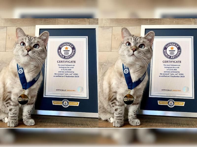 Meet Nala, The World's Richest Cat With A $100 Million Net Worth ...