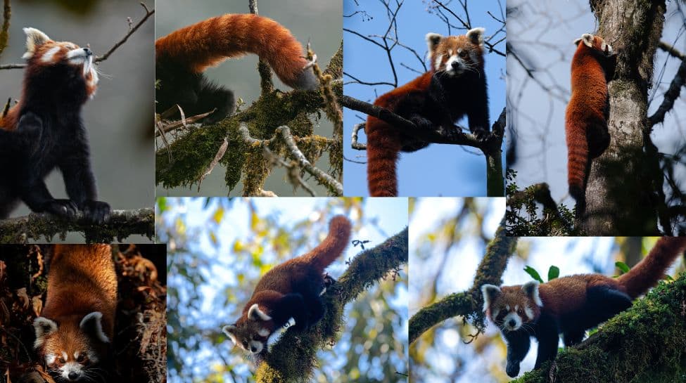 International Red Panda Day: Amazing And Interesting Facts About Red ...