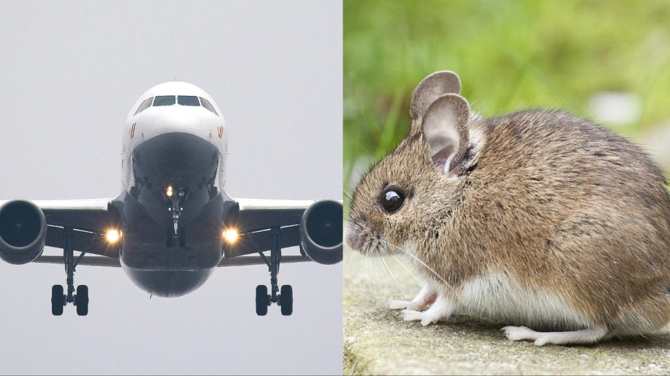 Flight Makes Emergency Landing After Live Mouse Crawls Out Of Passenger ...