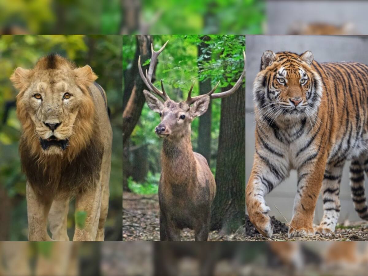 Indias Biological Treasures:7 Animals That Are Only Found In India