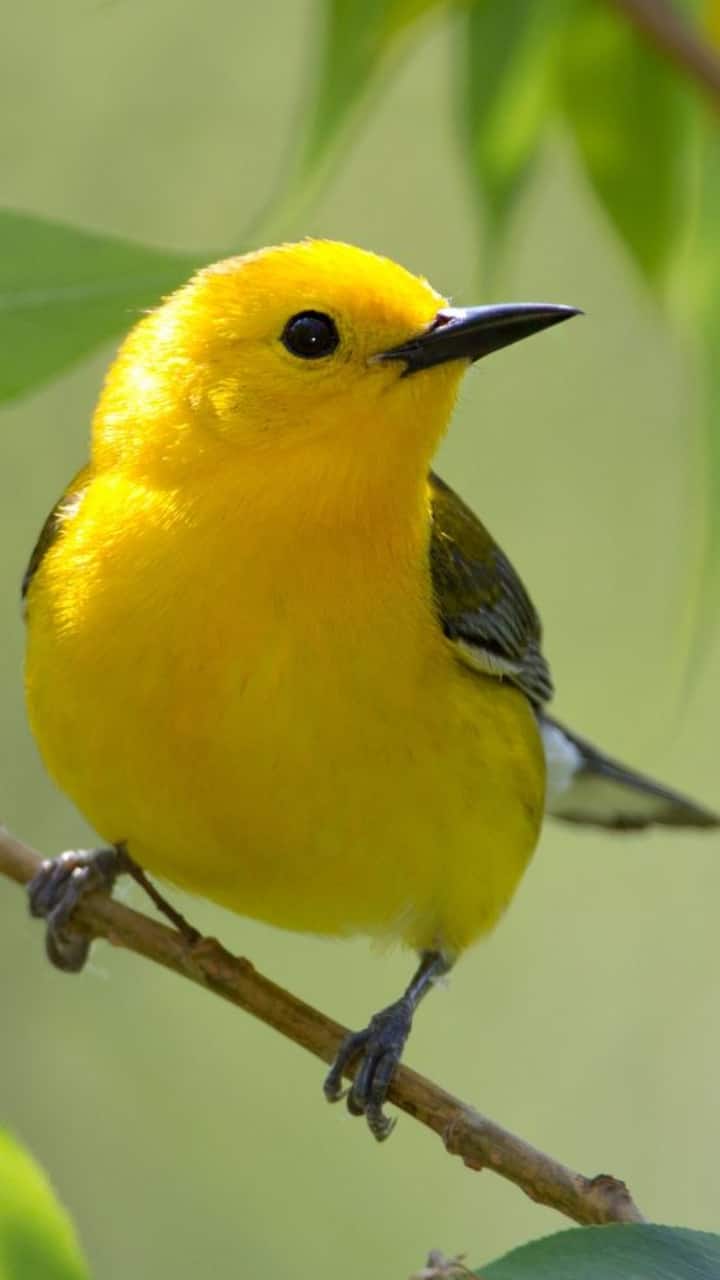Yellow Birds Images New Jersey: A Time For Warblers