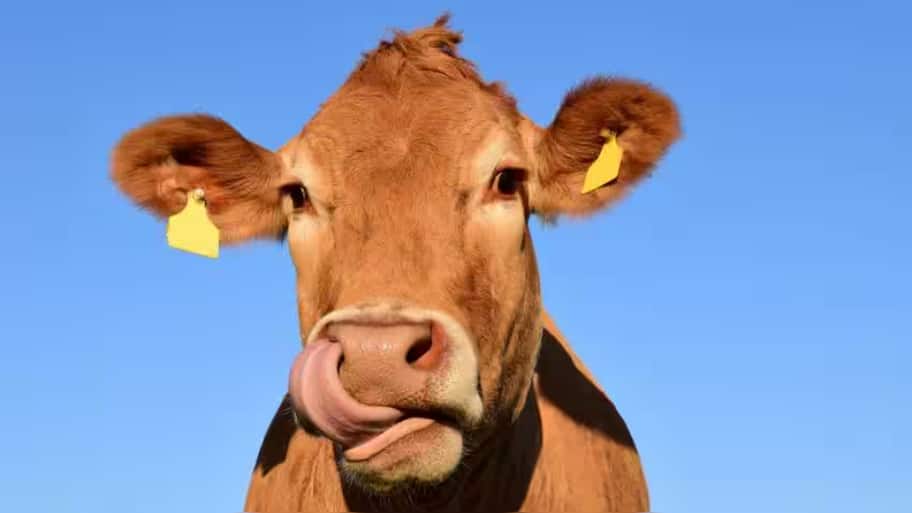 Maharashtra Declares Indigenous Cow As 'Rajmata-Gaumata' To Combat ...