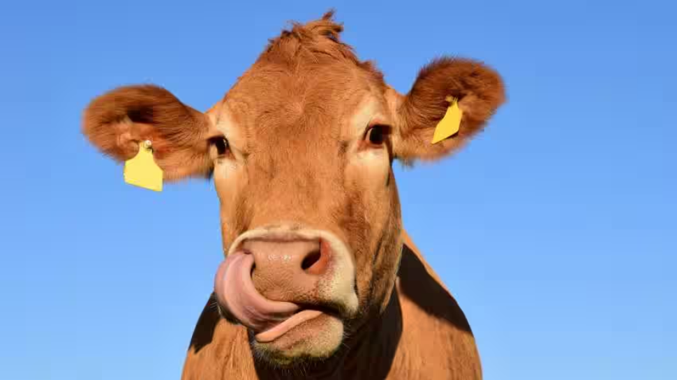 Maharashtra Declares Indigenous Cow As 'Rajmata-Gaumata' To Combat ...
