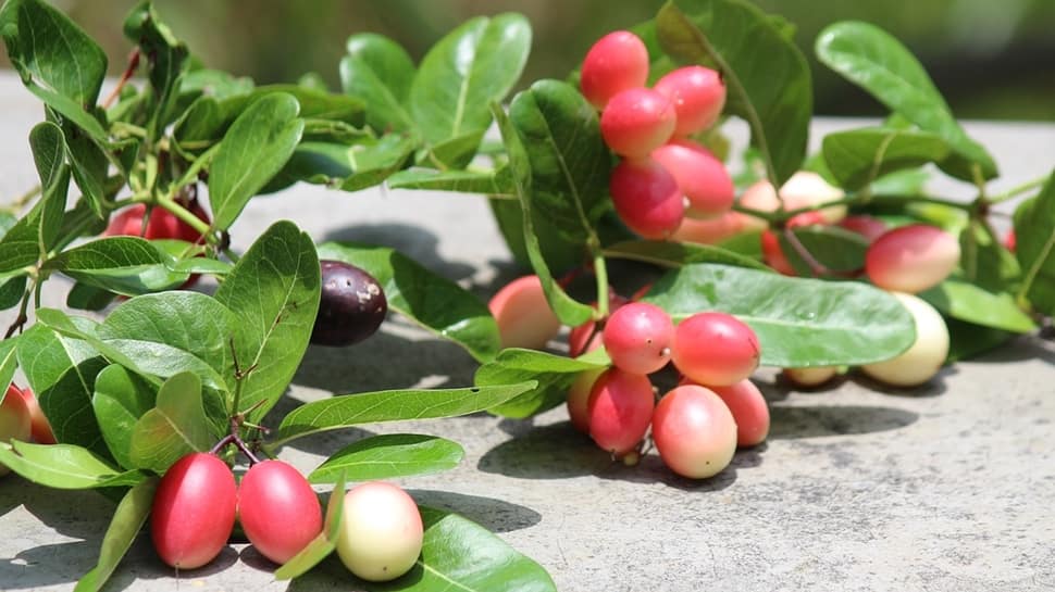 This Fruit Costs Less Than Apple, Banana But Has Multiple Health ...