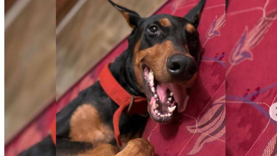 Ratan Tata's Love For Pets: 5 Heartwarming Stories Of His Bond With ...