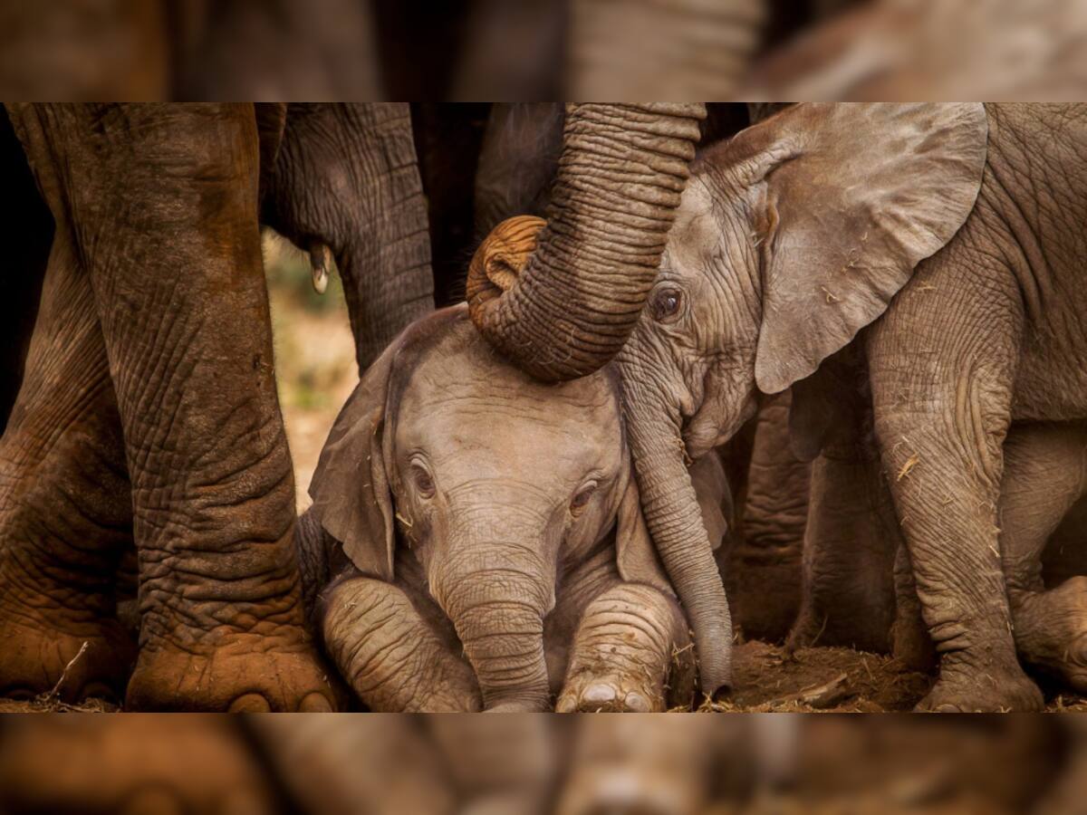 Wild Wisdom: Life Lessons Students Can Learn from Animals