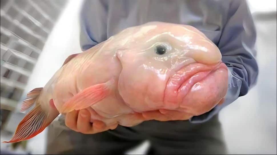 This Is World's Most Ugliest Animal; Its Saggy Appearance Will Make You ...