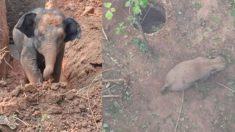 Baby Elephant Rescued From Well, Joyfully Reunited With Mother, Melting ...