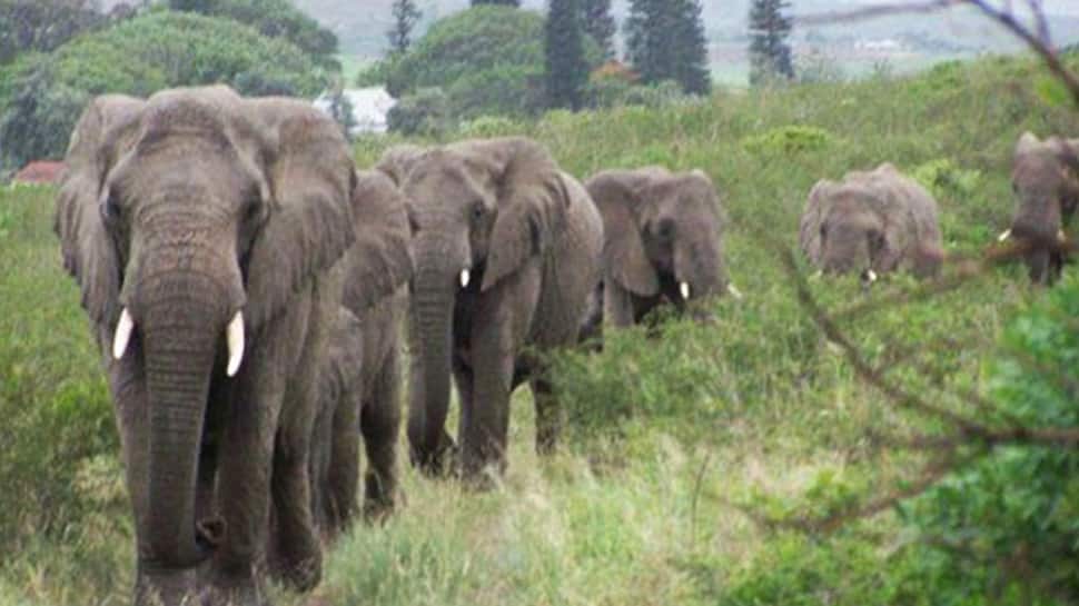 Meet Man Who Saved Elephants During Iraq War: Mammoths Repay His Debt ...
