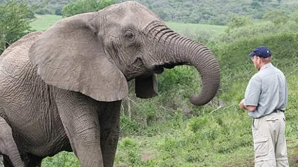 The Silent Journey of Elephants: A Tale of Memory, Grief, and ...