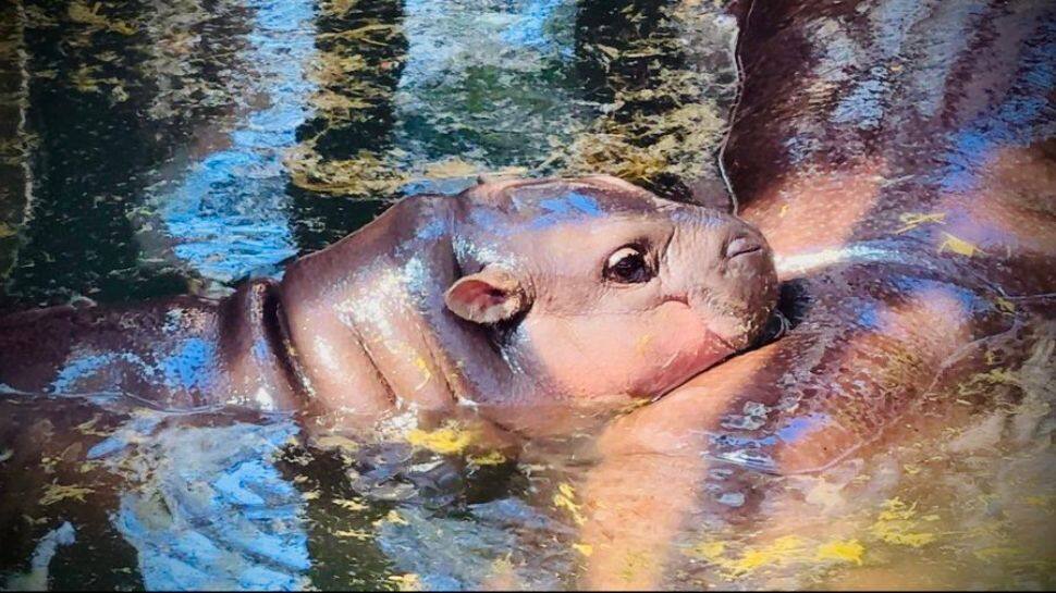 Baby Hippo Moo Deng, Who Predicted Trump's Victory, Gets Featured In ...