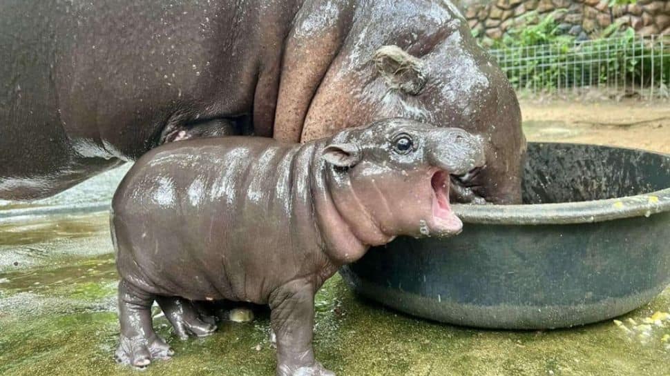 Baby Hippo Moo Deng, Who Predicted Trump's Victory, Gets Featured In ...