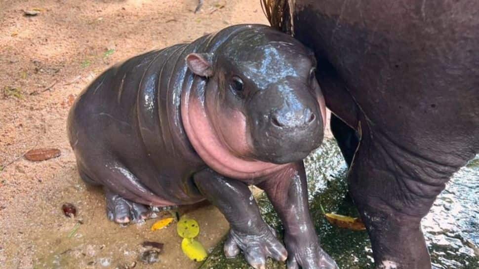 Baby Hippo Moo Deng, Who Predicted Trump's Victory, Gets Featured In ...