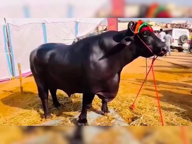 Meet Anmol, Haryana's 1500 kg Star Buffalo Whose Worth Will Blow Your ...