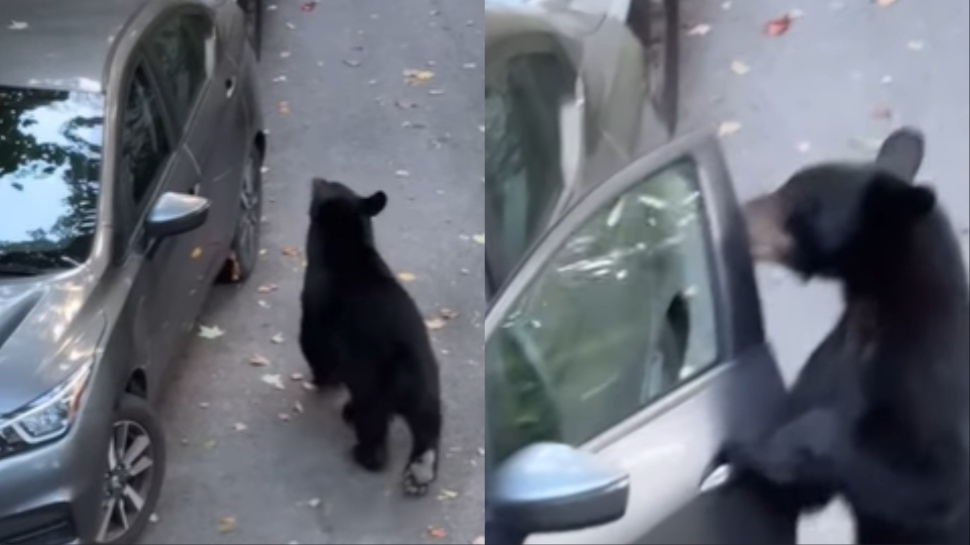 'This Bear Wanted A Ride Back Home': Viral Video Shows Wild Bear ...