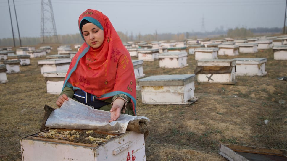 Meet Sania Zehra: Bee Queen Of Kashmir Who's Breaking Stereotypes | India News | Zee News