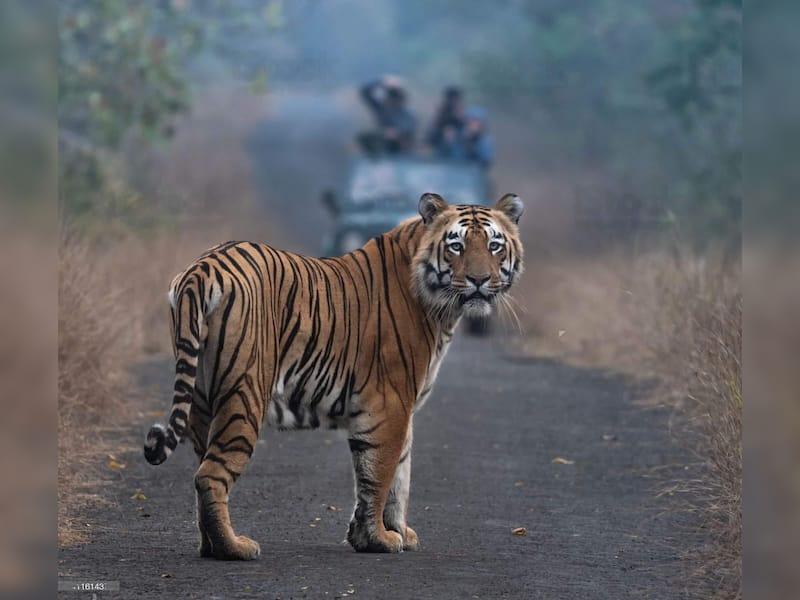 MP's 8th And India's Newest Tiger Reserve: Ratapani Is Just 15 Kms From ...