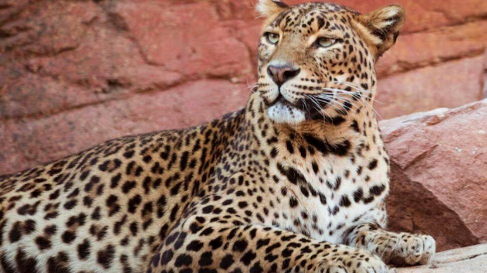 Top 7 Spots In India To See Leopards | News | Zee News