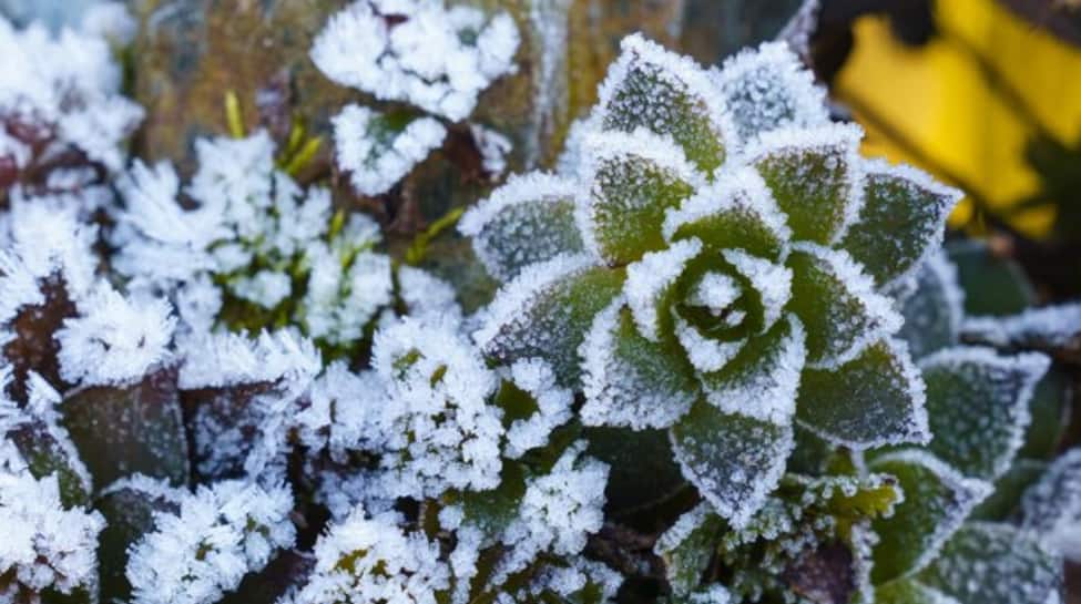 Winter Gardening Made Easy: Tips To Keep Your Plants Alive And Thriving ...