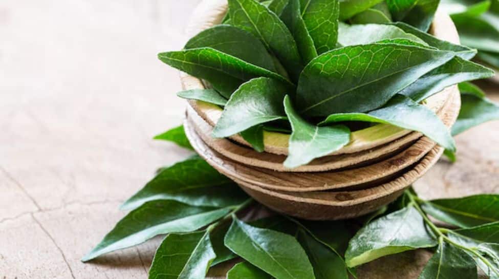 How To Easily Grow Curry Patta In Your Balcony Or Kitchen Garden ...