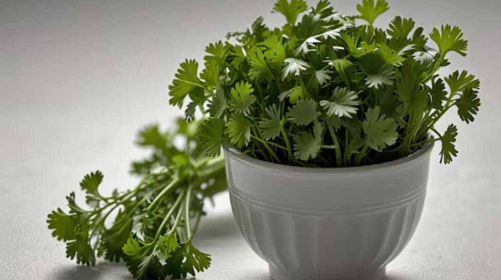 How To Easily Grow Coriander In Your Balcony Or Kitchen Garden: Follow This Step-By-Step Guide ...