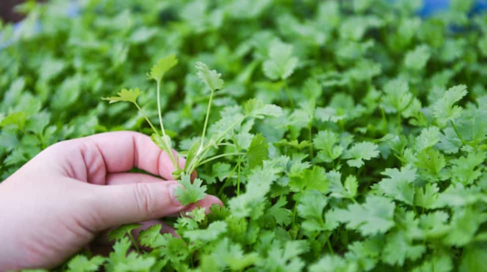 How To Easily Grow Coriander In Your Balcony Or Kitchen Garden: Follow This Step-By-Step Guide ...