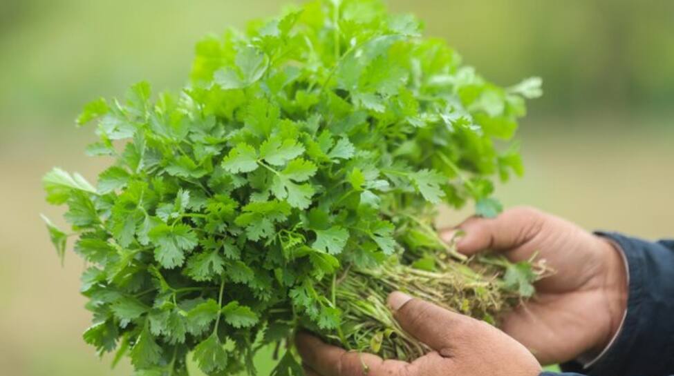 How To Easily Grow Coriander In Your Balcony Or Kitchen Garden: Follow This Step-By-Step Guide ...