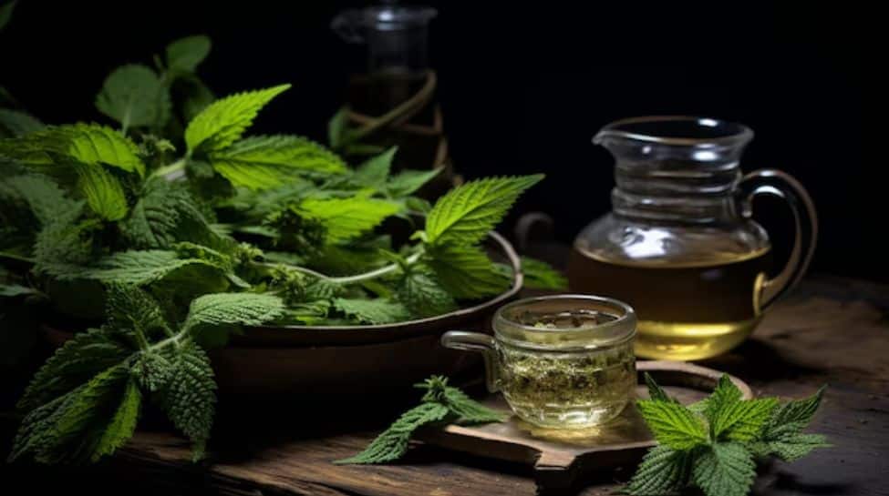 The Power Of Lemon Balm: Uses, Benefits, And How To Incorporate It Into ...