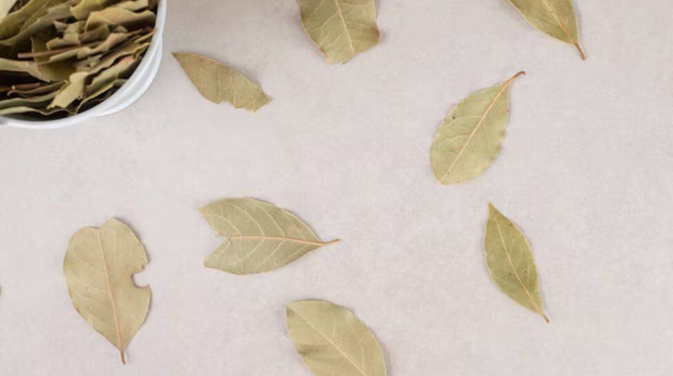 How To Grow Tej Patta In Your Balcony Or Kitchen Garden? Follow Step ...