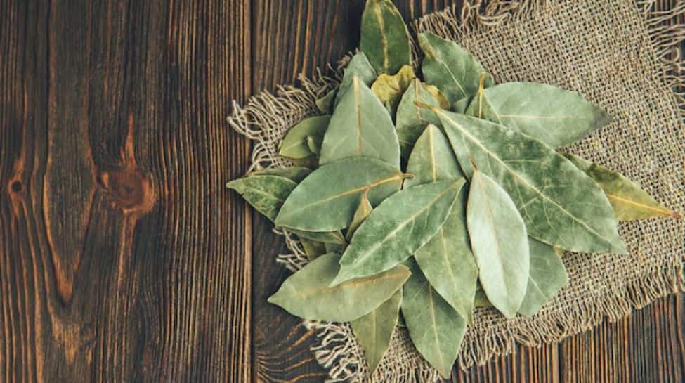 How To Grow Tej Patta In Your Balcony Or Kitchen Garden? Follow Step ...