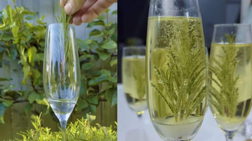 You Can Drink Your Christmas Tree! Try Viral Rosemary Christmas Tree ...