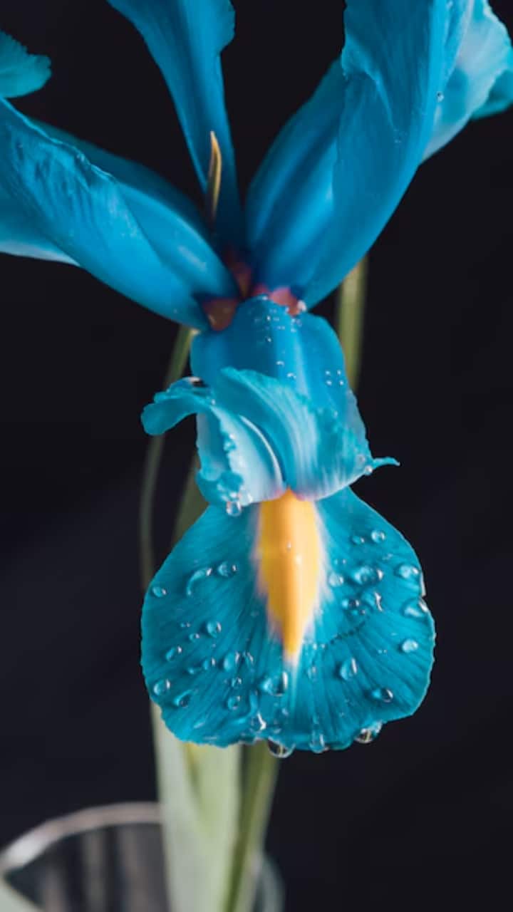 Rare Turquoise Flower