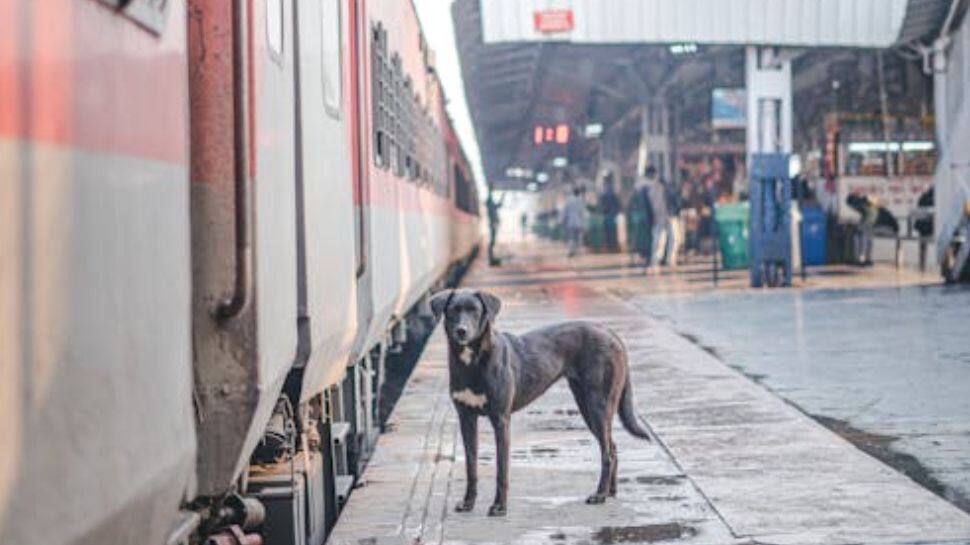 Planning To Travel With Your Dog On Indian Railways? Here's How To Do ...